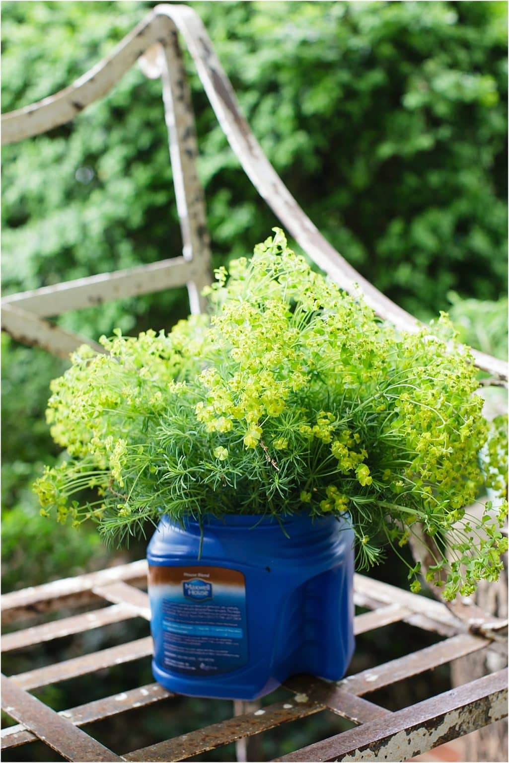 The Beauty of Historic Garden Week in Virginia - Hill City Bride