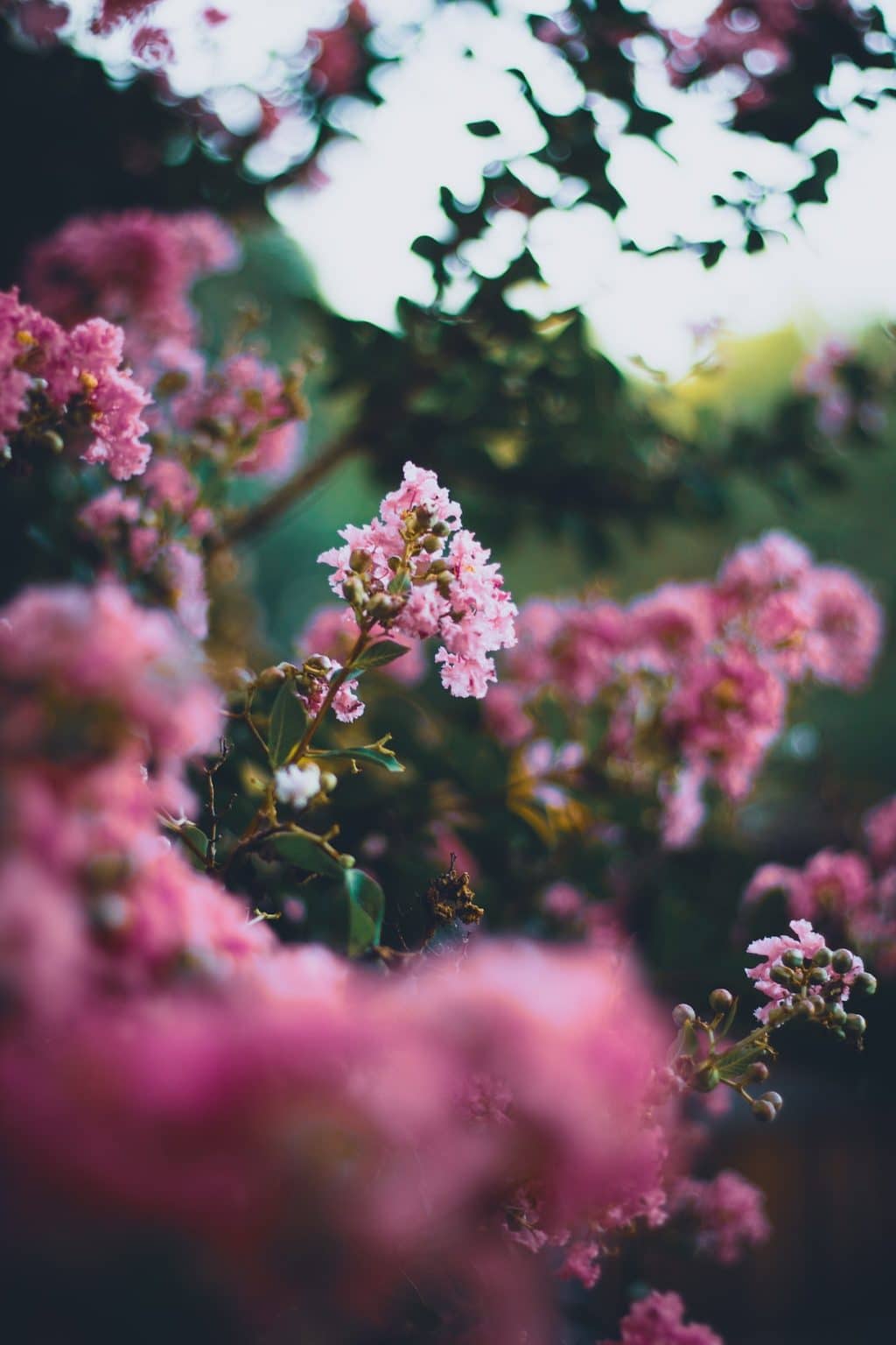 8 Common Types of Flowers for Your Wedding